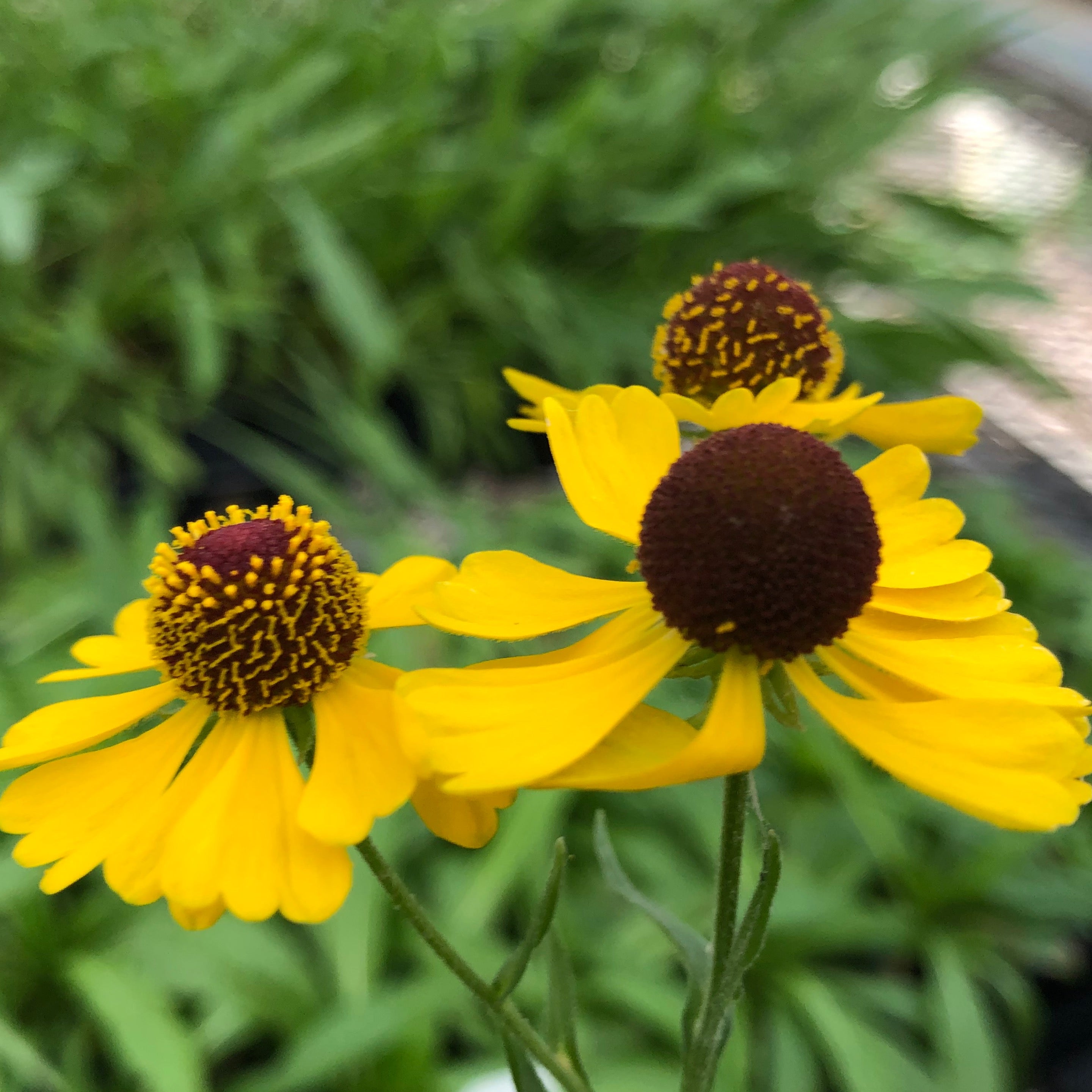Helenium flexuosum - Purple-headed Sneezeweed | Midwest Natives Nursery
