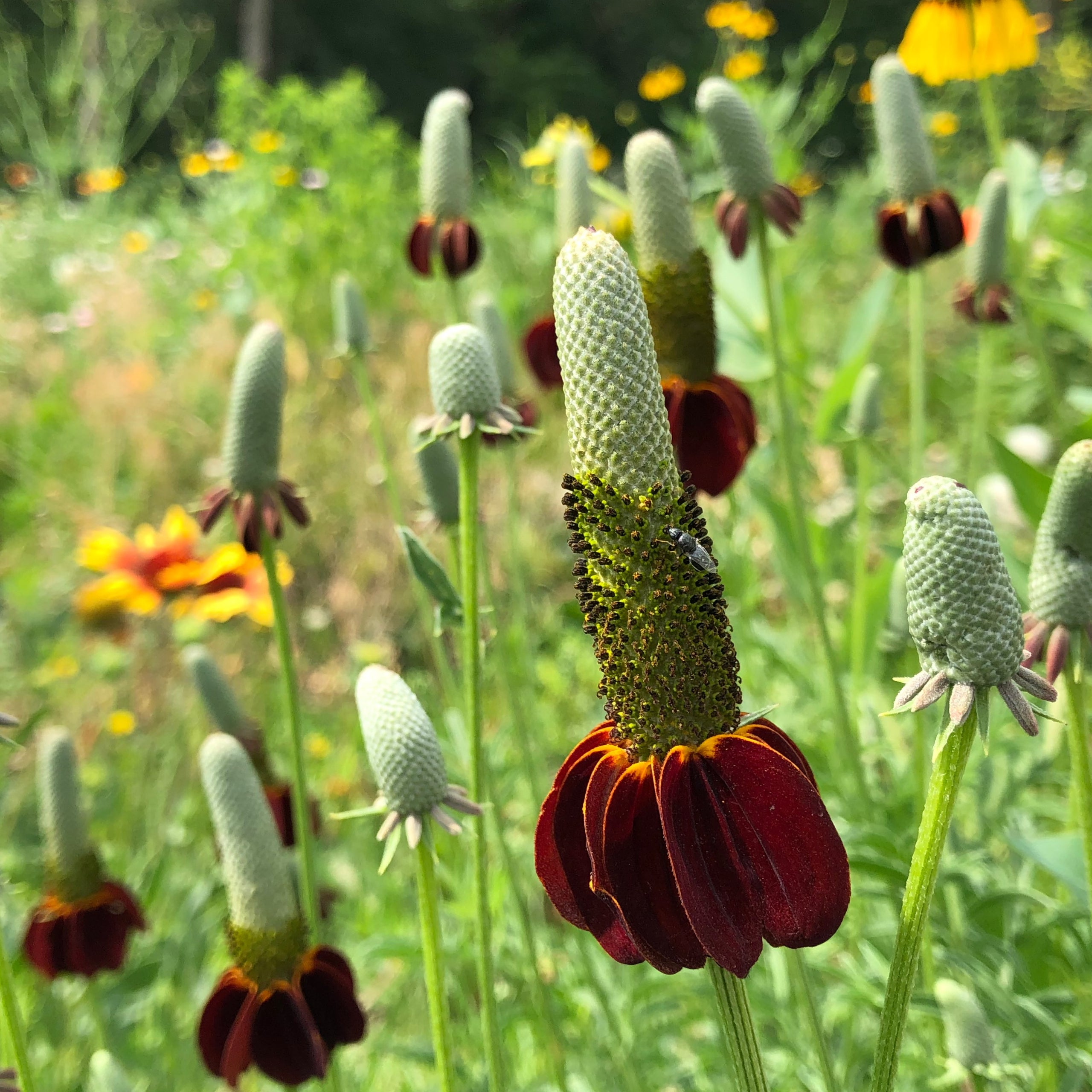 Ratibida columnifera - Mexican Red Hat - Limit 5 | Midwest Natives Nursery